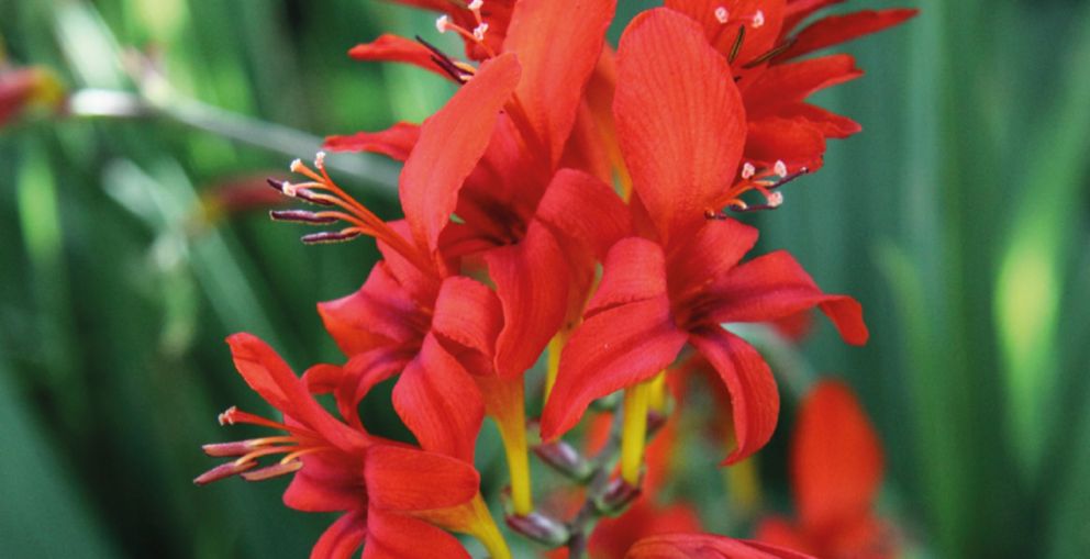 Plant of the Month