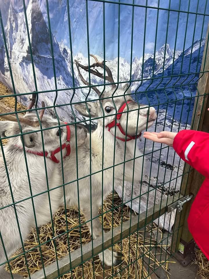 Reindeer Feeding at Garden King - Garden King Garden Centre